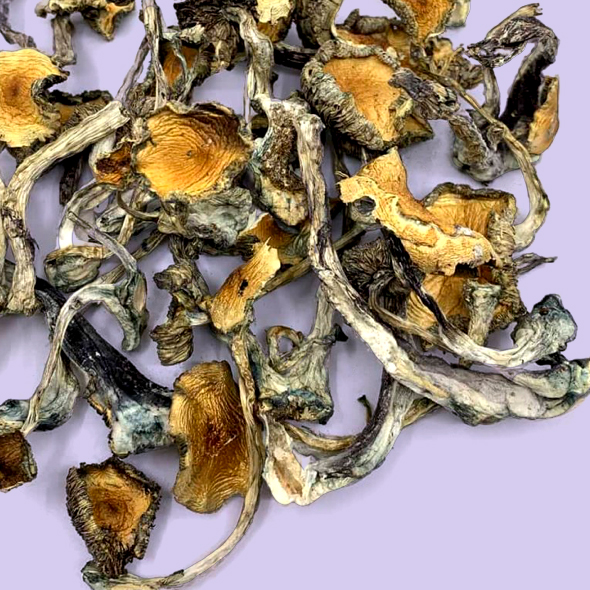 Hillbilly Mushrooms – Kingkongdispensary